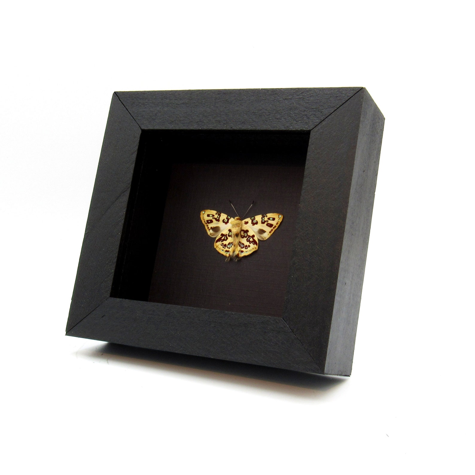 Rare Metallic Gold Metalmark Butterfly Framed Taxidermy - Etsy