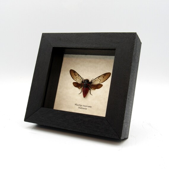 Sculpture Art & Collectibles REAL Mounted Crystallized Cicada etna.com.pe