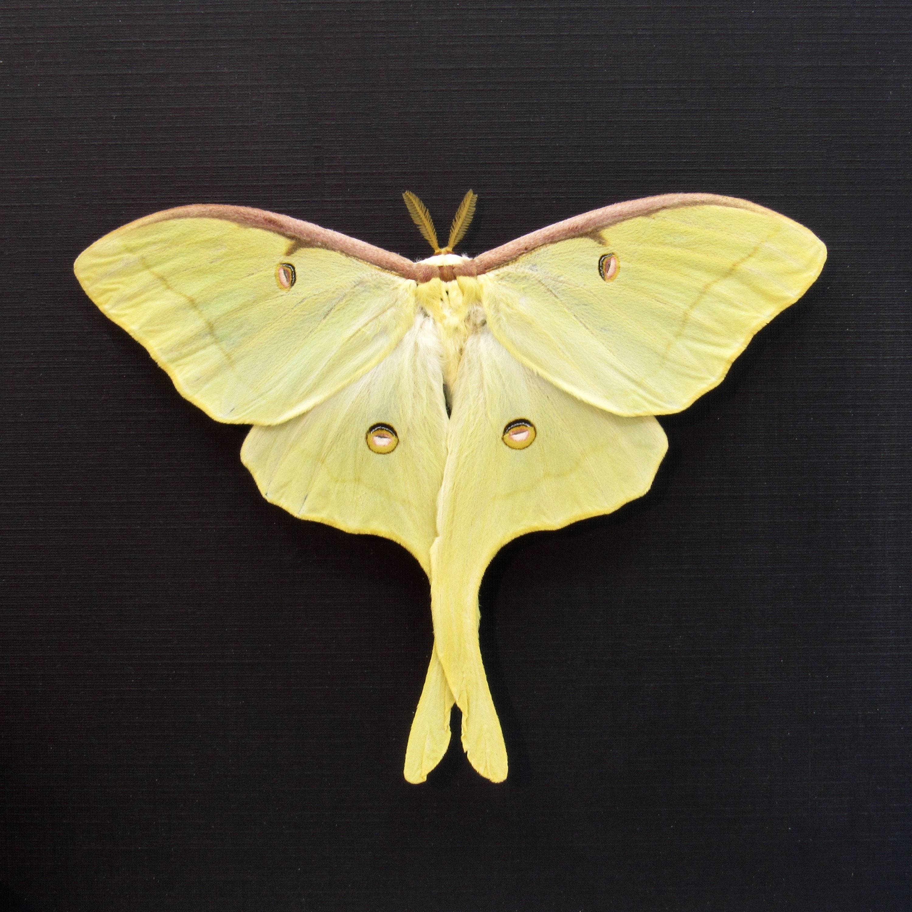 Luna Moth Alabama