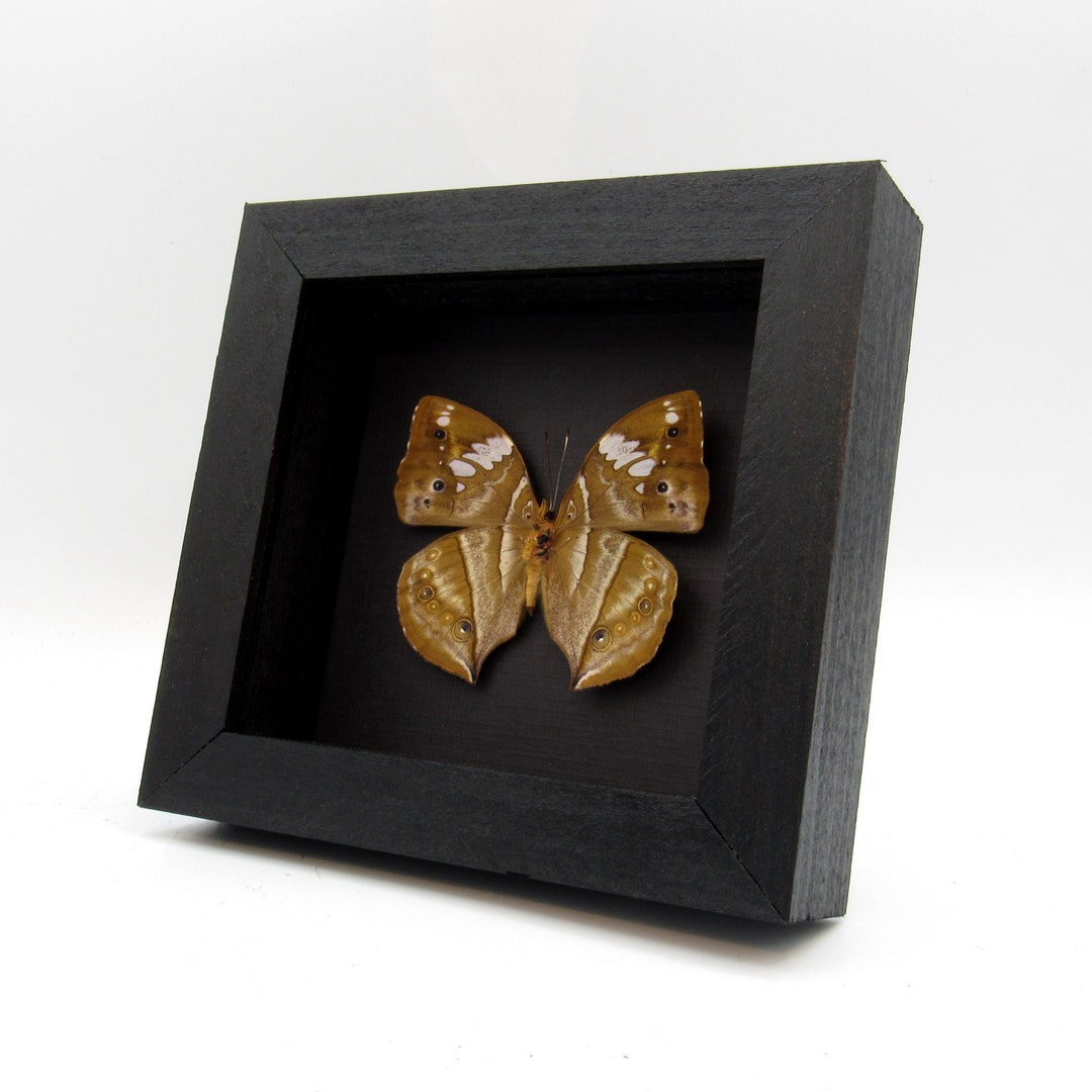 Real African Leaf Butterfly Framed Taxidermy - Kallimoides Rumia ...