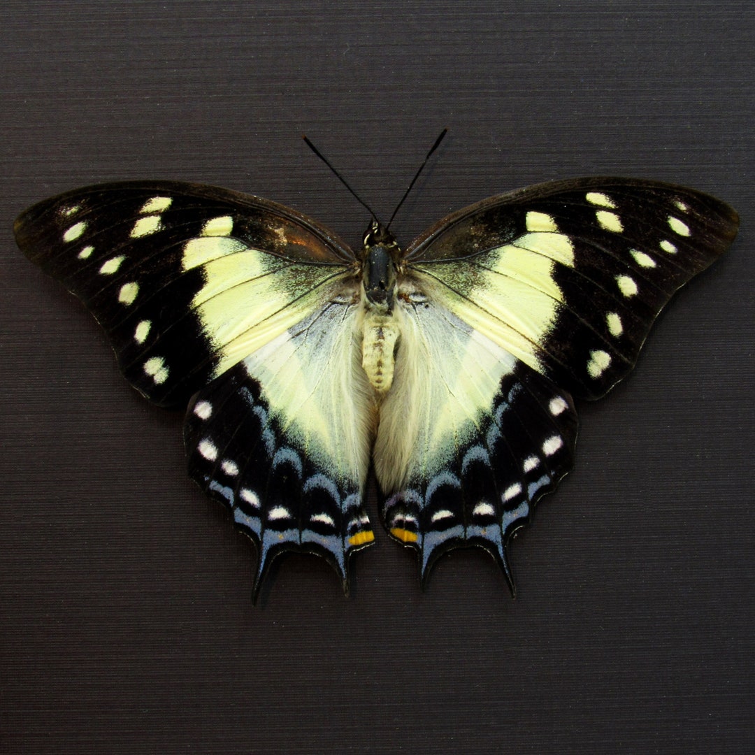 Real Blue Nawab Butterfly Framed Taxidermy - Polyura Pyrrhus - Large ...