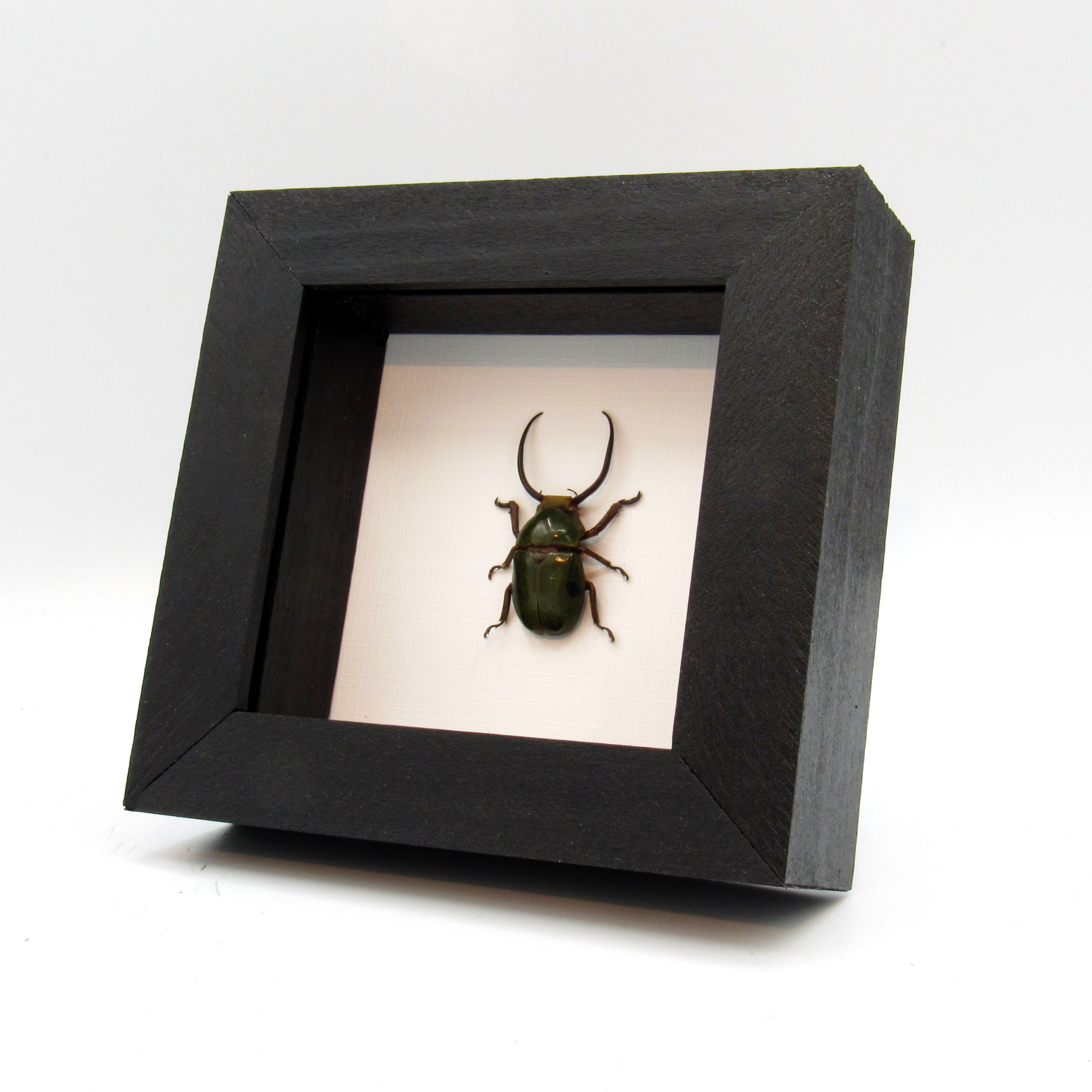 Real Horned Scarab Beetle Framed Taxidermy Fruhstorferia - Etsy