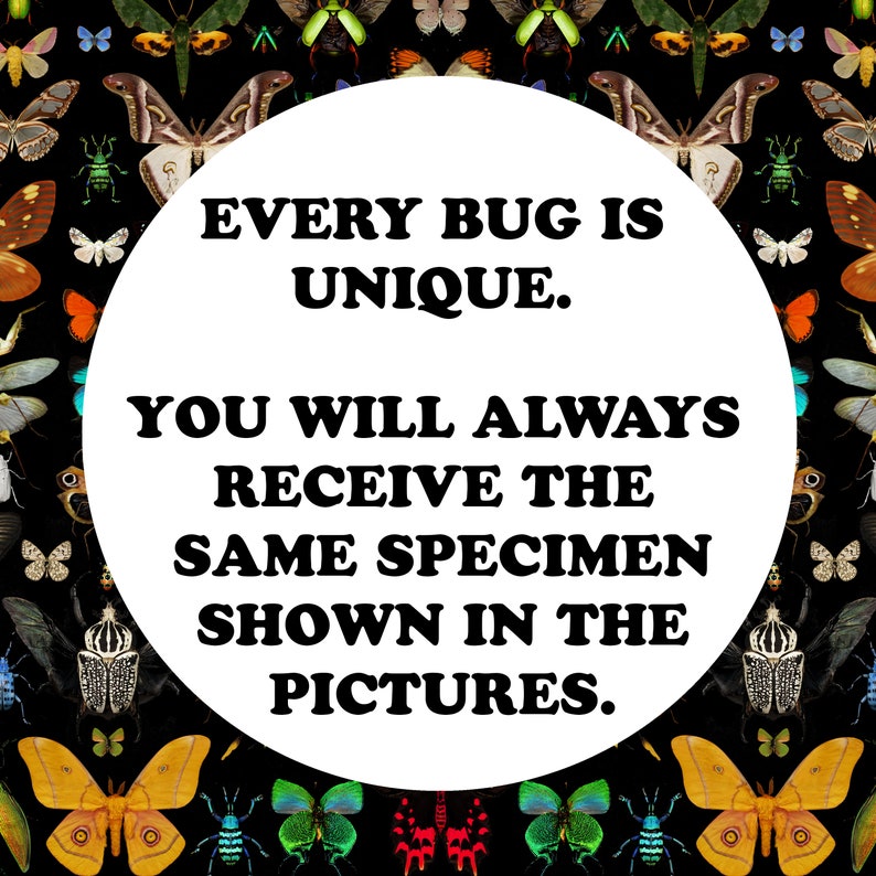 Real Pink Acraea Butterfly Framed Taxidermy - Acraea Braesia - Etsy