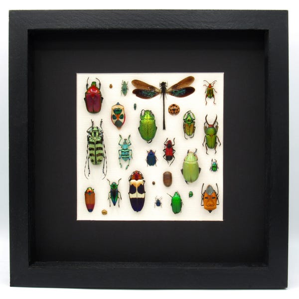 Beetle Collection - Etsy