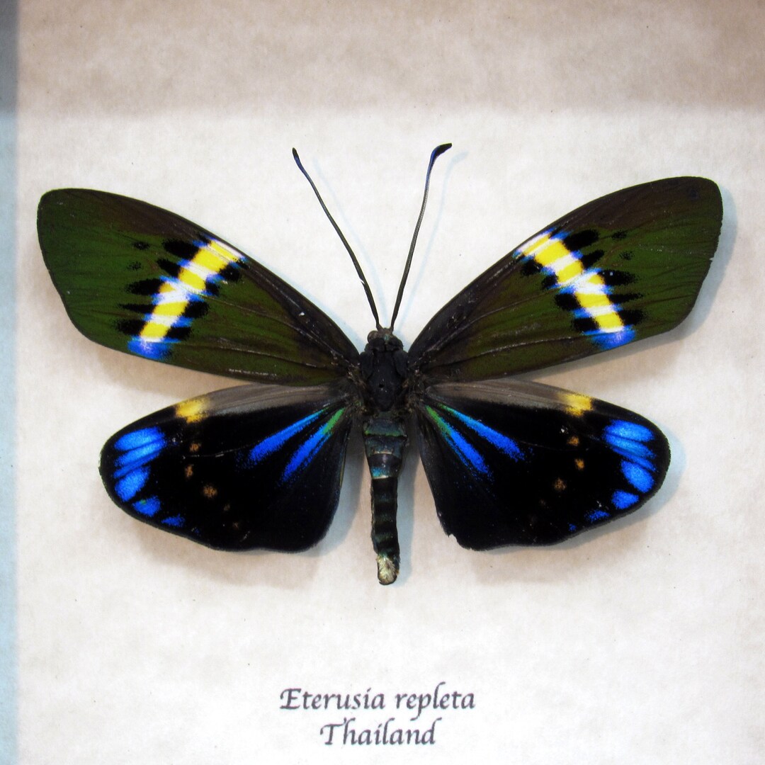 Real Day Moth Framed Taxidermy - Eterusia Repleta - Large Female - Etsy
