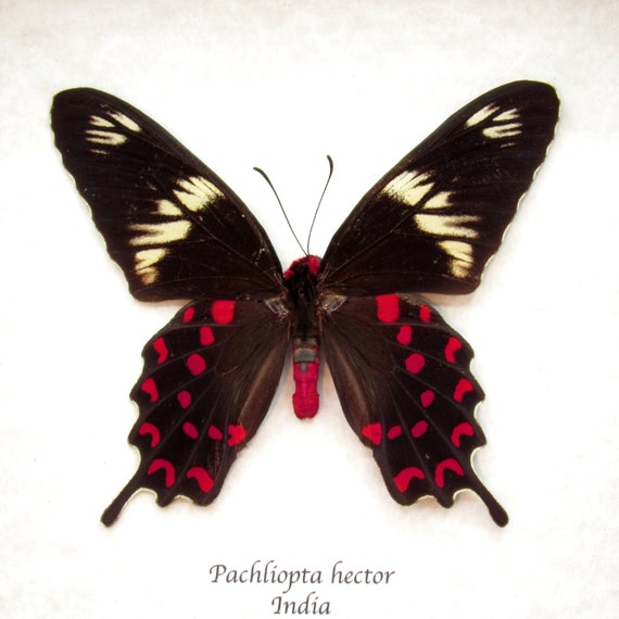 Red Swallowtail Butterfly