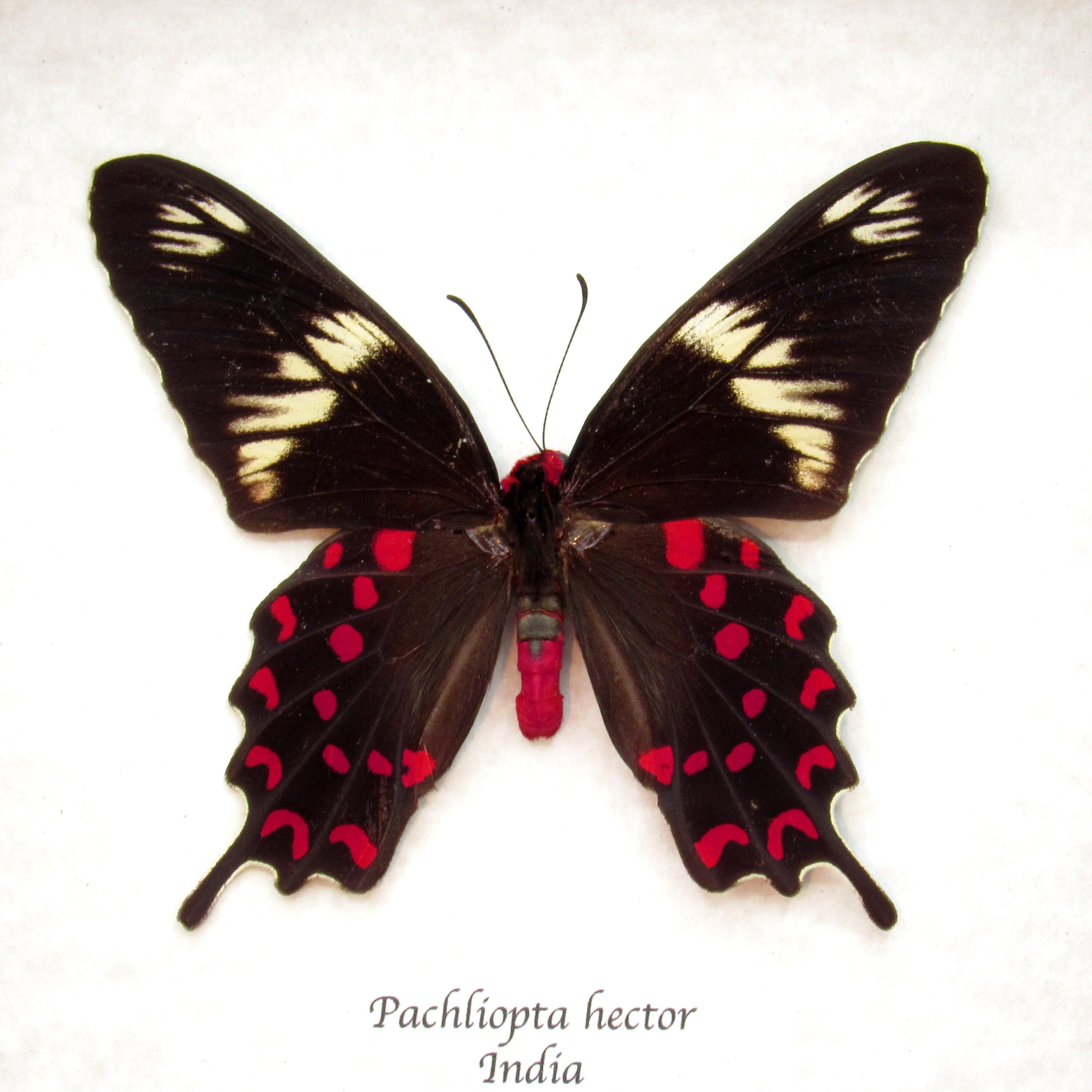 Red Swallowtail Butterfly
