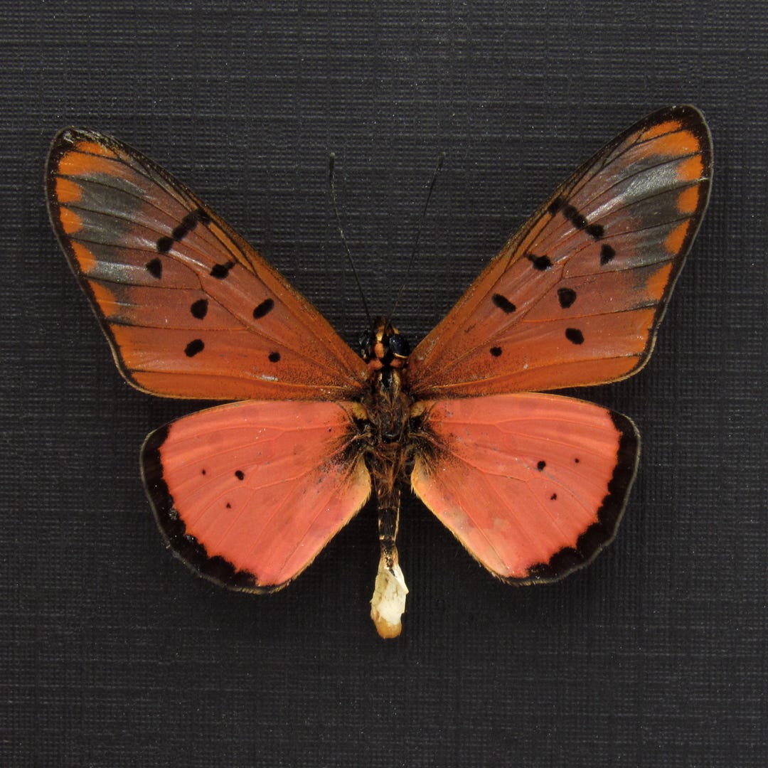 Real Pink African Glasswing Butterfly Framed Specimen - Acraea Braesia ...