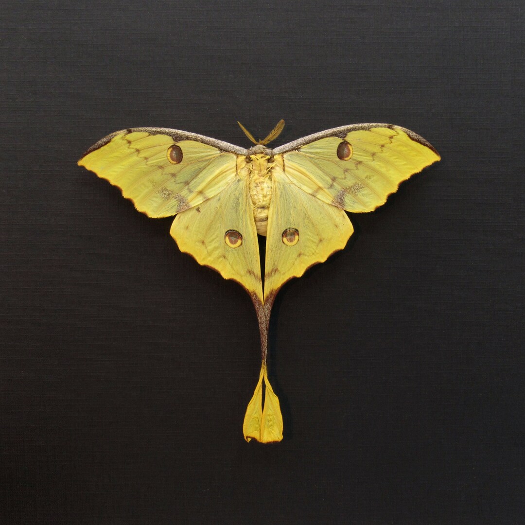 Real African Moon Moth Framed Taxidermy - Argema Mimosae - Female - Etsy