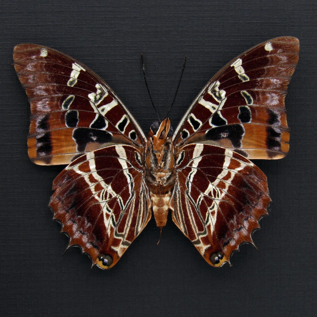 Real Lavender Eudoxus Charaxes Butterfly Framed Taxidermy - Charaxes ...