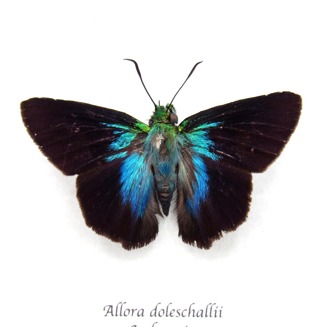 Real Metallic Blue Skipper Butterfly Framed Taxidermy - Allora ...