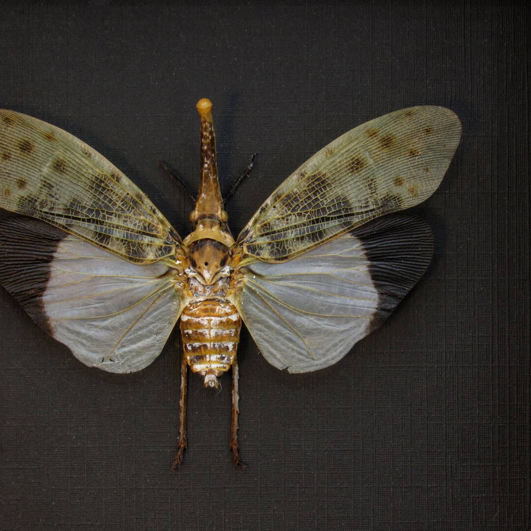 Real White Lanternfly Framed Taxidermy Pyrops Astarte - Etsy