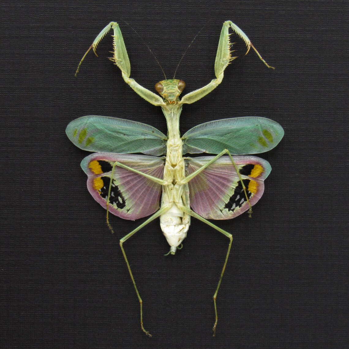 Rare Framed Pink Umbrella Mantis Taxidermy - Caliris Elegans - Female ...