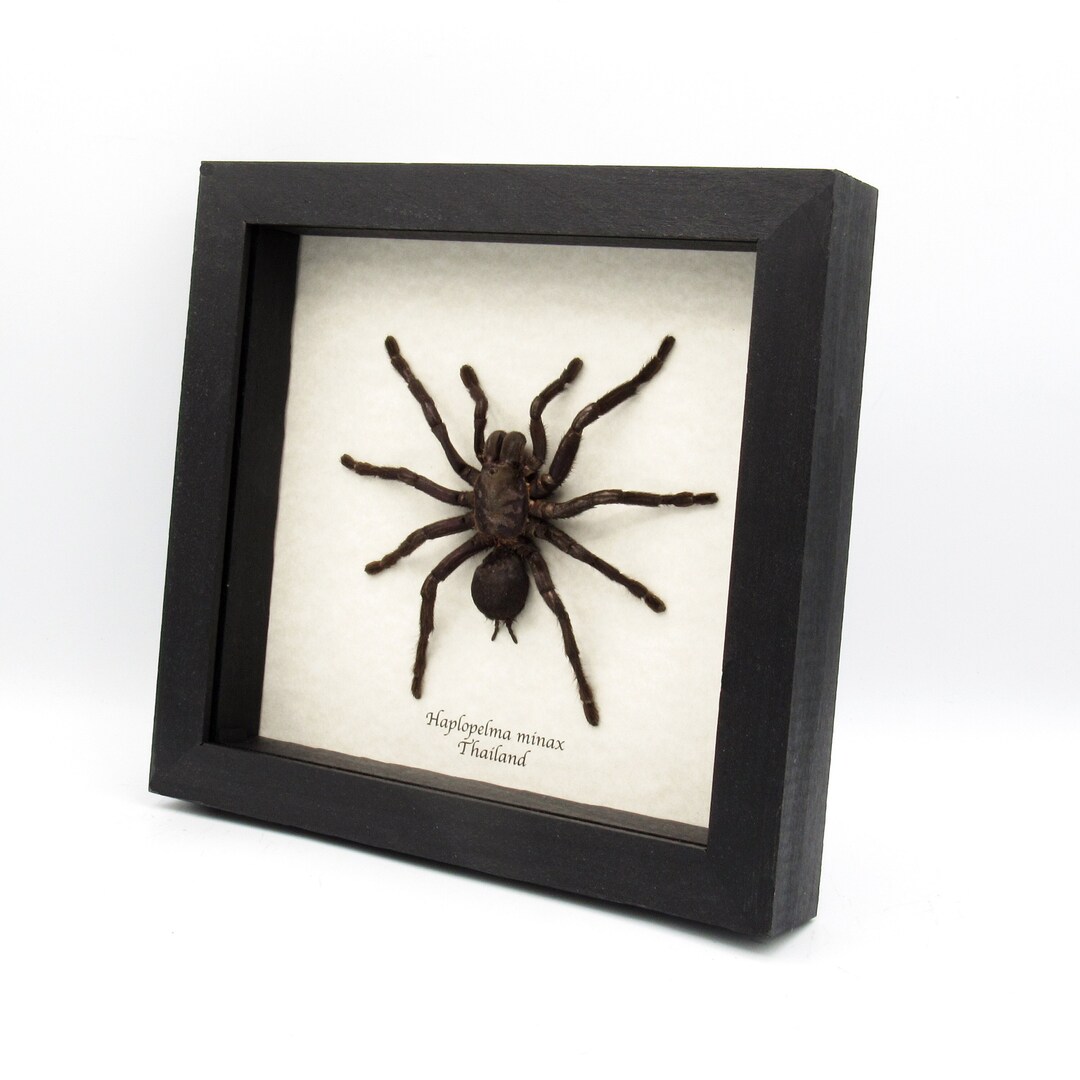 Real Zebra Leg Tarantula Framed Taxidermy - Haplopelma Minax - Large - Etsy