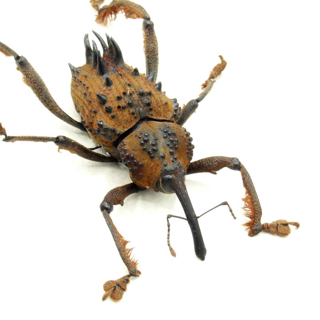 Rare Large Spiny Weevil Beetle Framed Specimen Ozopherus Muricatus - Etsy
