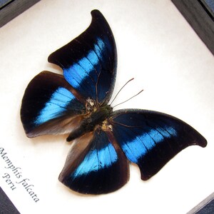 Rare Blue Hatchet Wing Butterfly Framed Taxidermy - Memphis Falcata - Etsy