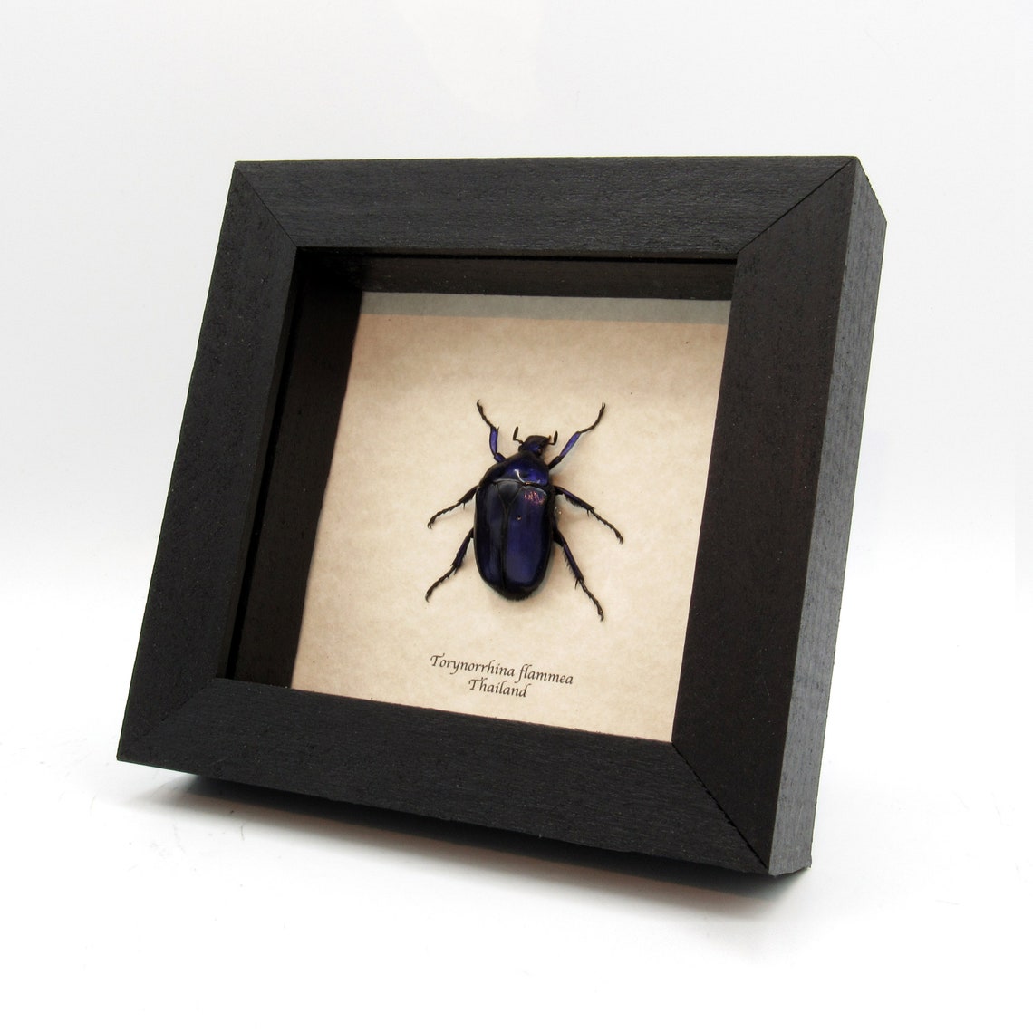 Real Purple Scarab Beetle Framed Taxidermy Torynorrhina - Etsy