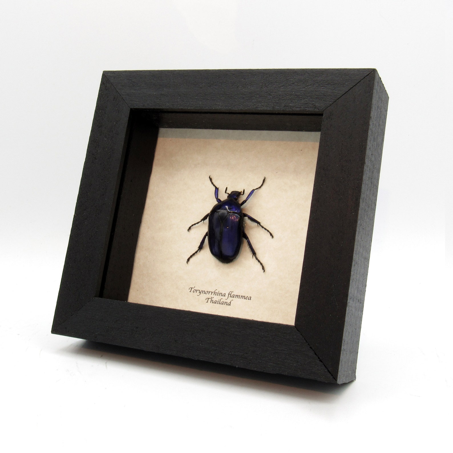 Real Purple Scarab Beetle Framed Taxidermy Torynorrhina - Etsy