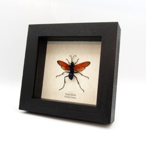 Real Large Tarantula Hawk Wasp Framed Taxidermy - Pepsis Thisbe - Etsy