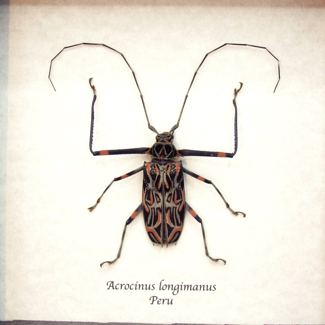 Real Harlequin Beetle Framed Taxidermy - Acrocinus Longimanus - Small ...