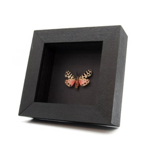 Rare Pink Tiger Moth Framed Taxidermy - Grammia Incorrupta - Etsy