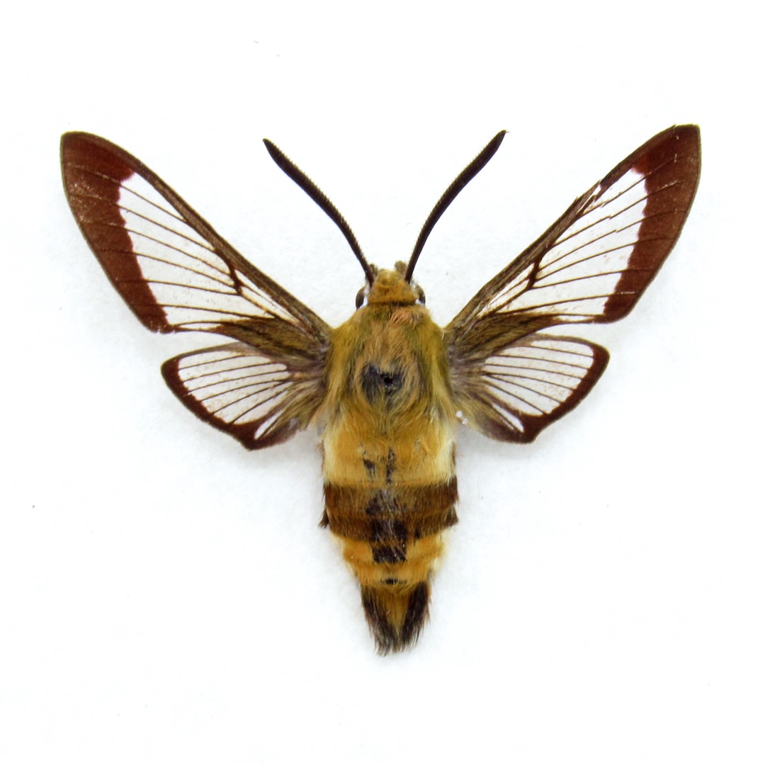 Real Furry Hummingbird Clearwing Moth Framed Taxidermy - Hemaris Thysbe ...