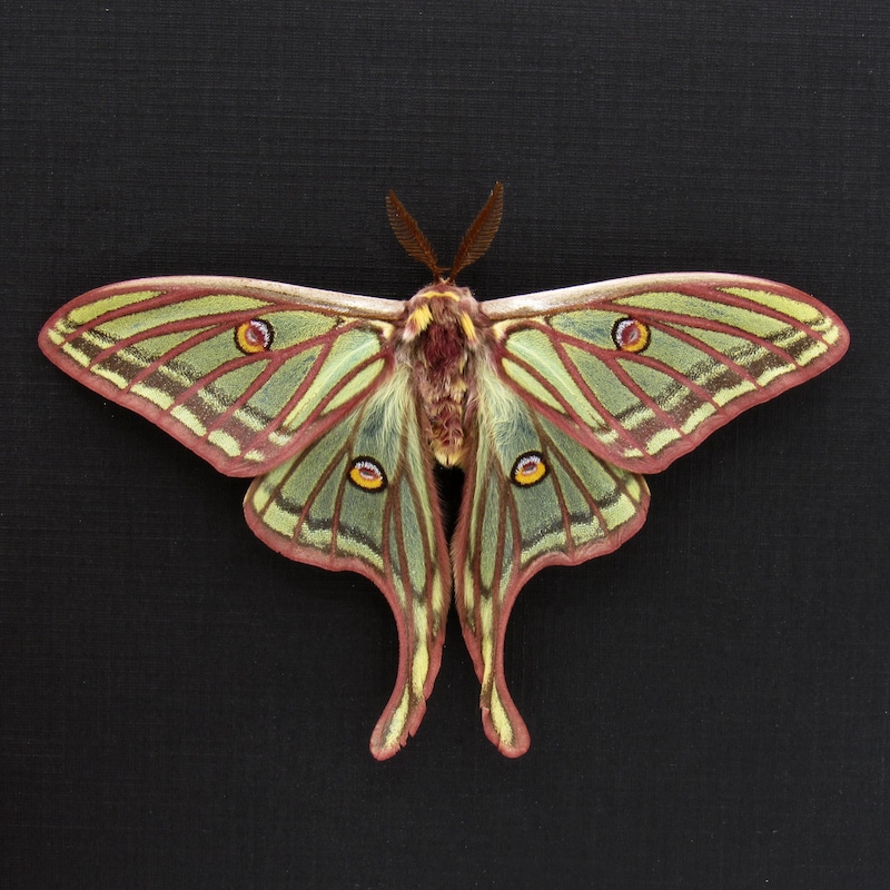 Moon Moth - Etsy