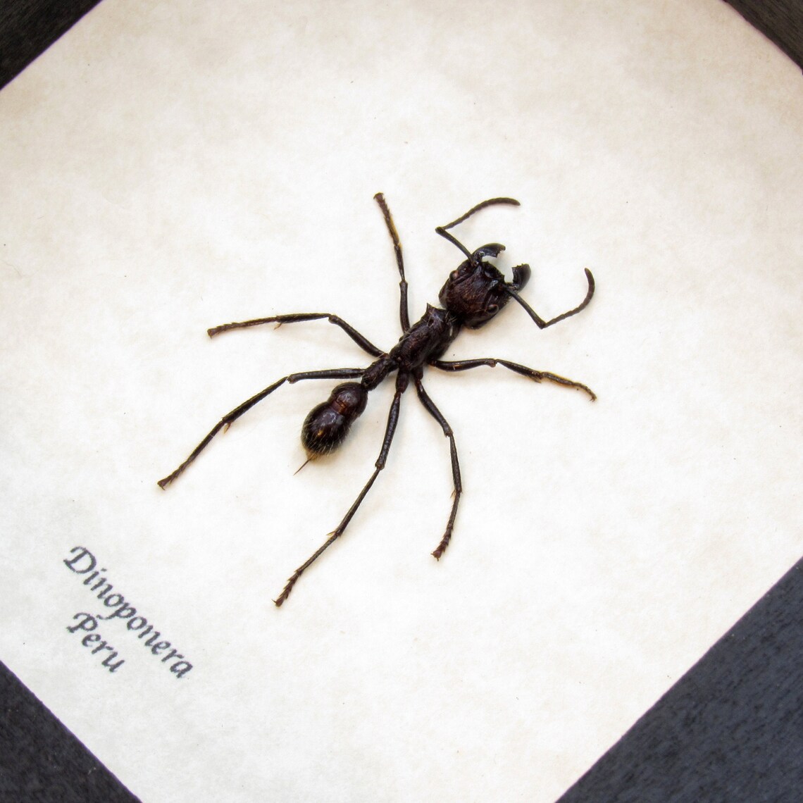 Real Giant Amazonian Ant framed Dinoponera species | Etsy