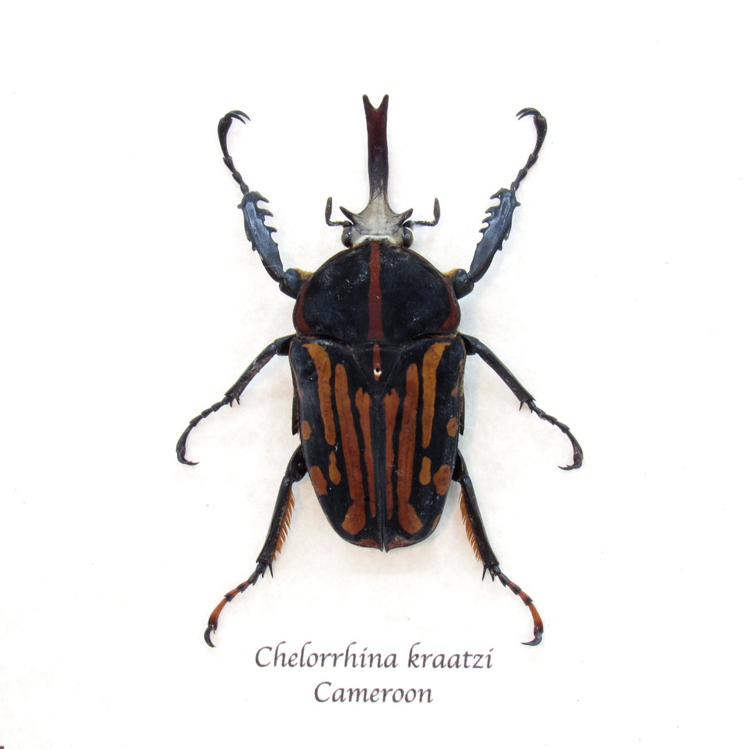 Rare African Scarab Beetle Framed Taxidermy - Chelorrhina Kraatzi ...