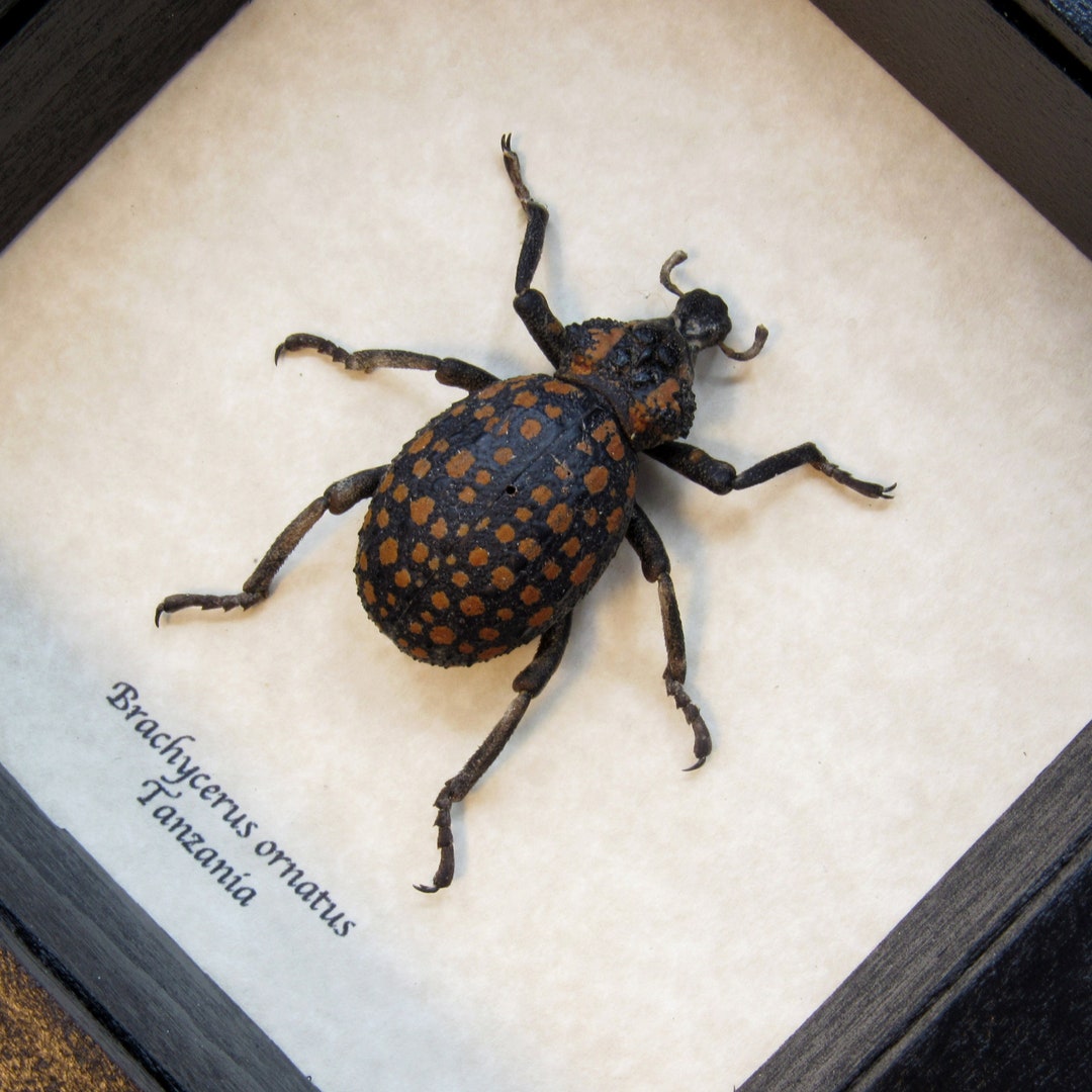 Worlds Largest Weevil Framed Taxidermy Brachycerus Ornatus - Etsy