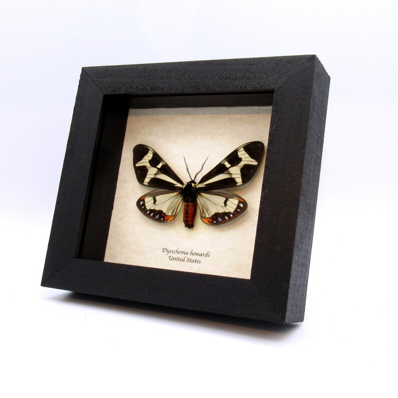 Real Northern Giant Flag Moth Framed Taxidermy Dysschema - Etsy