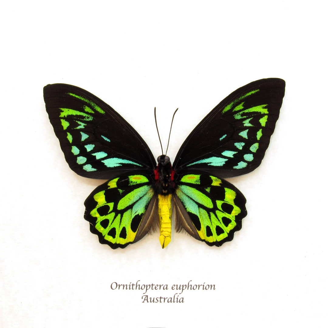 Rare Australian Cairns Birdwing Butterfly Framed Taxidermy Ornithoptera ...