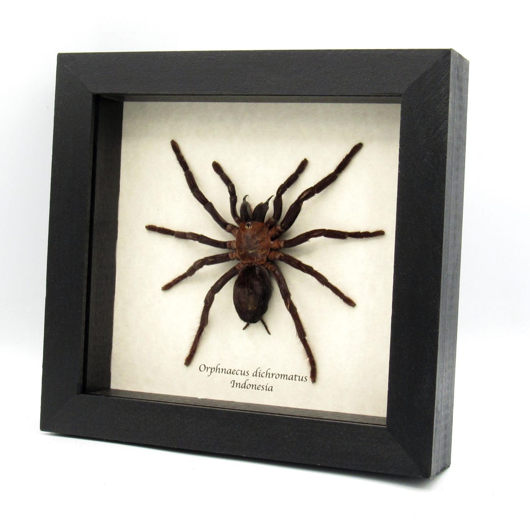 Real New Guinea Black Fury Tarantula Spider Framed Taxidermy ...