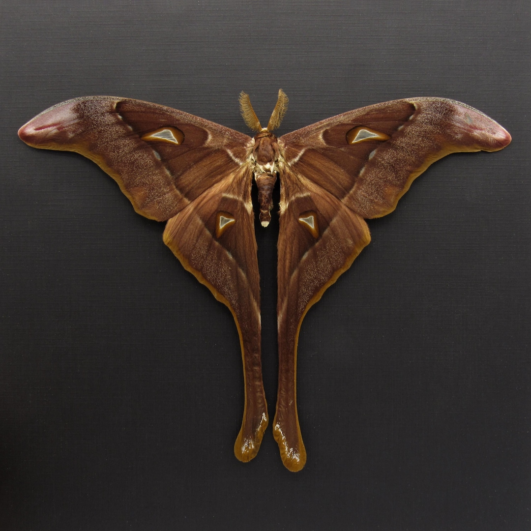 Rare Giant Hercules Atlas Moth Framed Taxidermy - Coscinocera Hercules ...