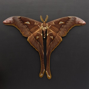 Rare Giant Hercules Atlas Moth Framed Taxidermy Coscinocera Hercules ...