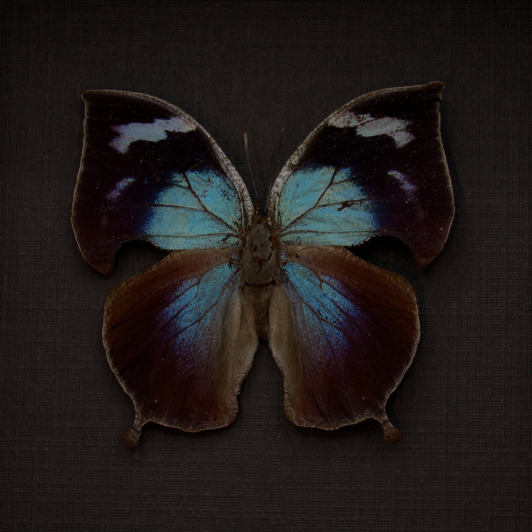 Rare Blue Leafwing Butterfly Framed Memphis Forreri Female - Etsy