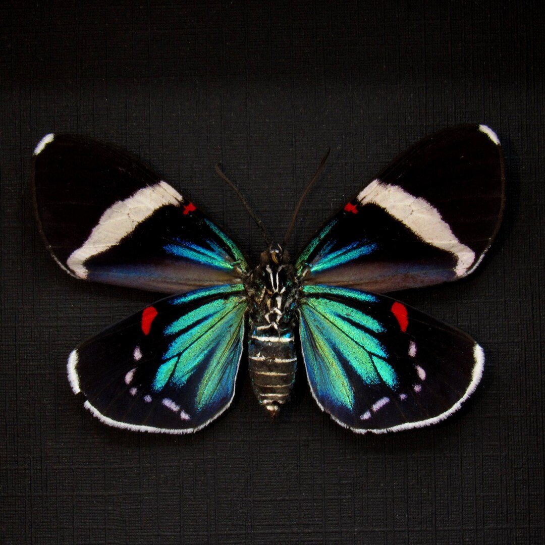 Real Metallic Blue Framed Moth Taxidermy Eucyane Anerythra - Etsy