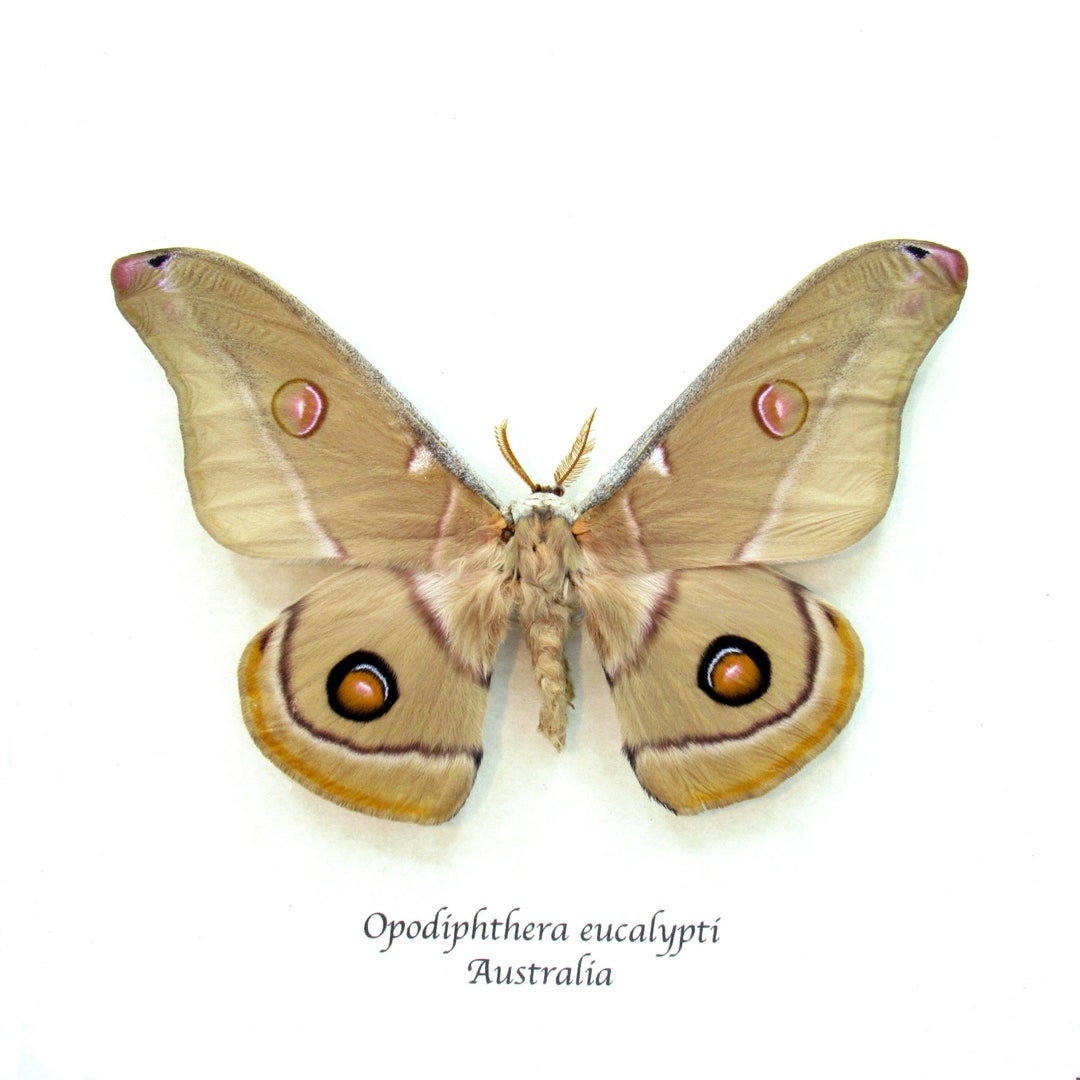 Rare Australian Emperor Gum Moth Framed Taxidermy - Opodiphthera Eucalypti - Etsy