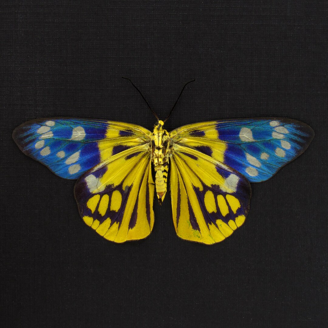 Rare Yellow Metallic Day Moth Framed Taxidermy - Psaphis Scotais ...