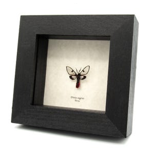 Real Tiny Scarlet-tipped Wasp Mimic Moth Framed Taxidermy - Dinia ...