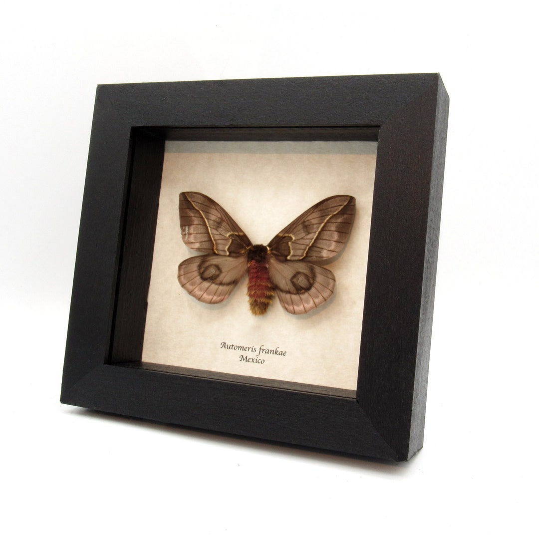 Rare Pink Saturn Moth Framed Taxidermy - Automeris Frankae - Female ...
