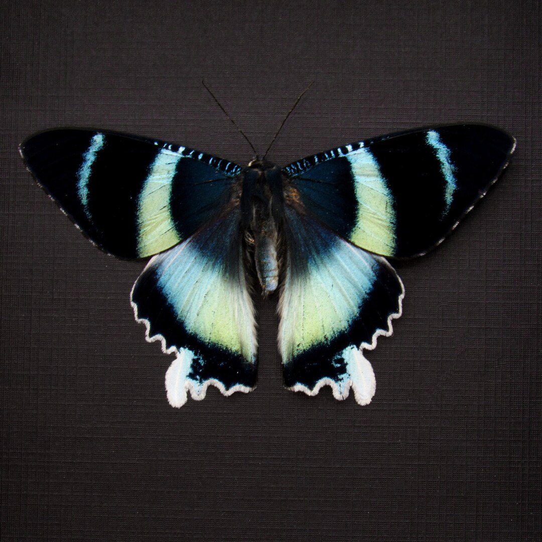 Real Blue Moth Framed Taxidermy - Alcides Agathyrsus - Victorian Mount ...