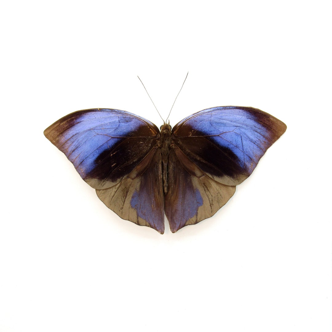 Real Purple Giant Saturn Butterfly Framed Taxidermy - Zeuxidia Aurelius ...