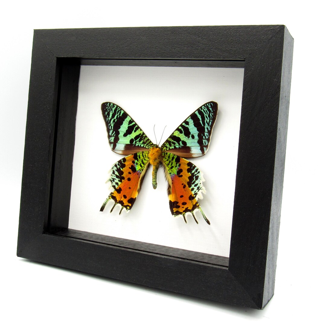 Real Large Rainbow Sunset Moth Framed Taxidermy - Urania Ripheus ...