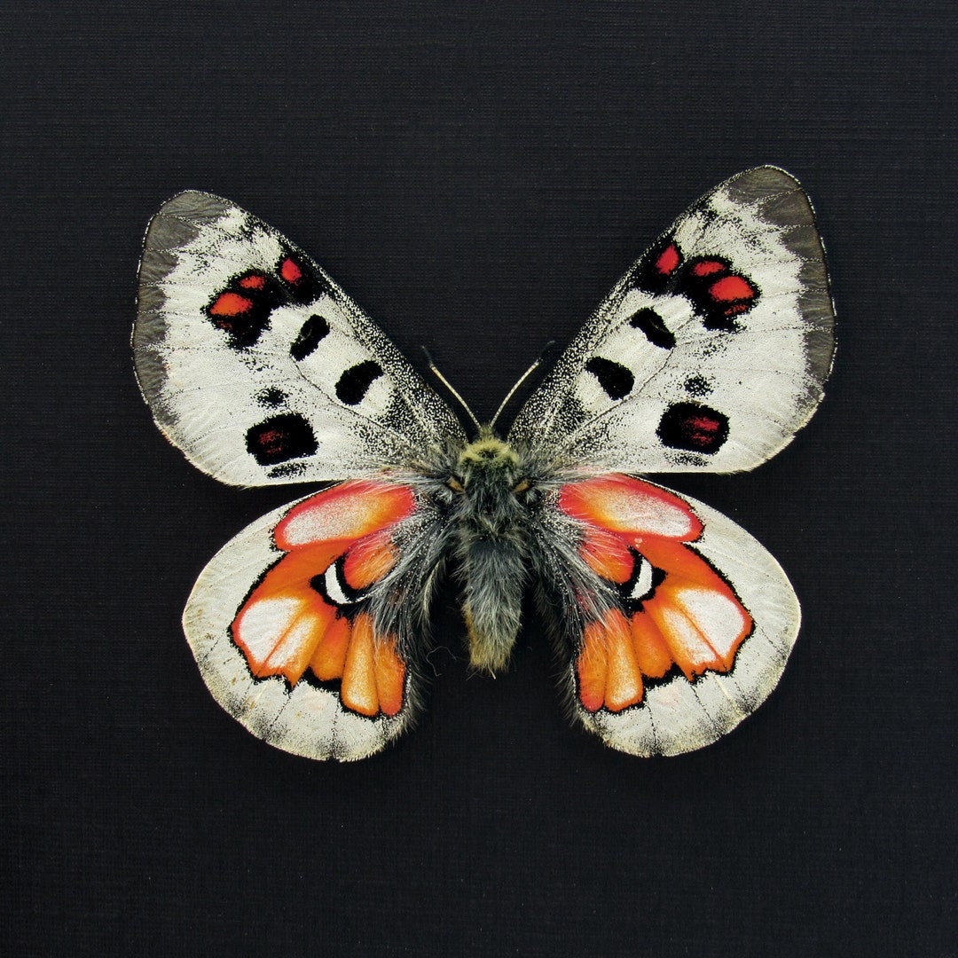 Very Rare Hybrid Snow Apollo Butterfly Framed Taxidermy - Parnassius ...