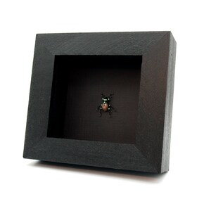 WEEVIL MANIA! Rare Pink Weevil Beetle Framed Taxidermy - Pachyrhynchus ...