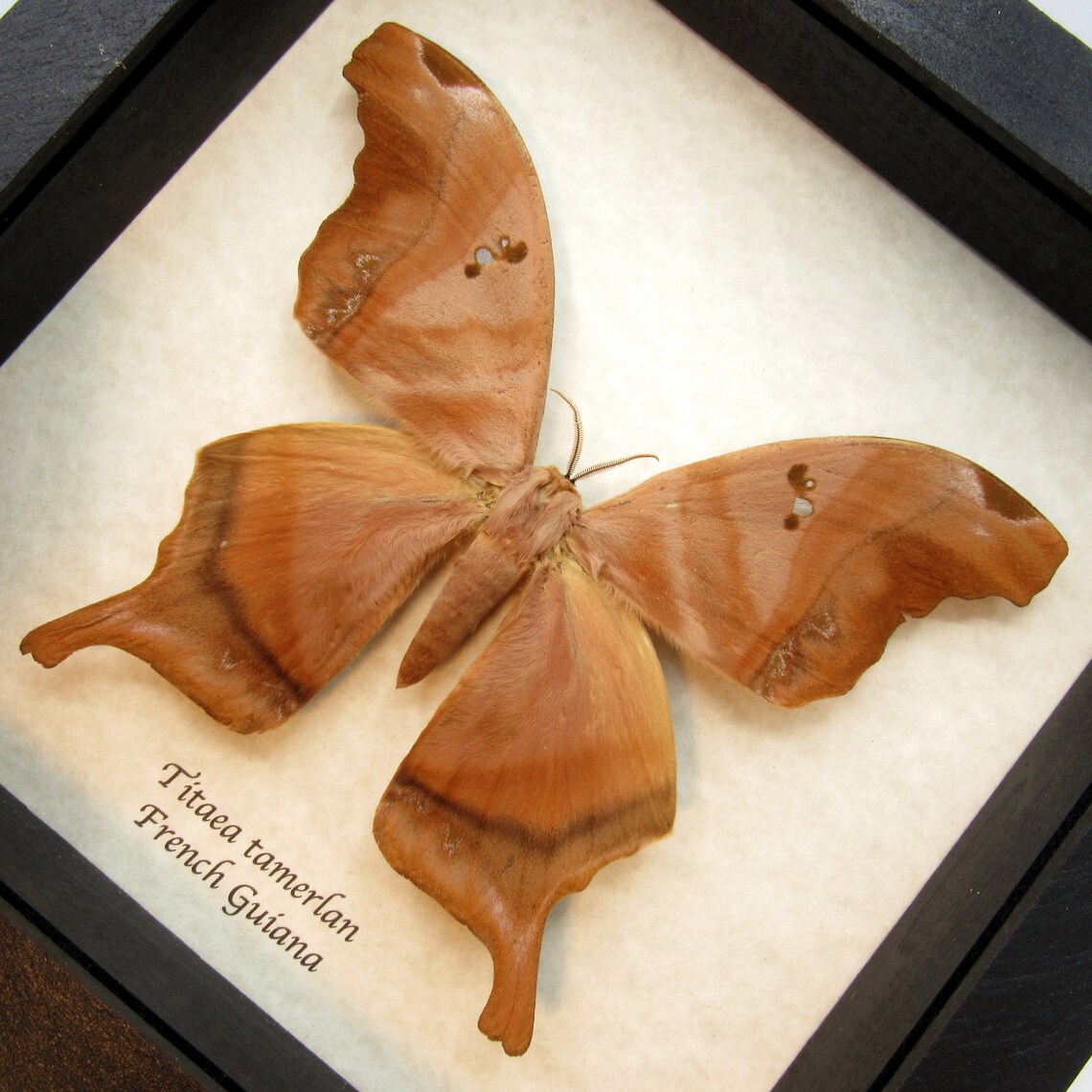 GIANT Saturn Moth Framed Taxidermy Titaea Tamerlan - Etsy