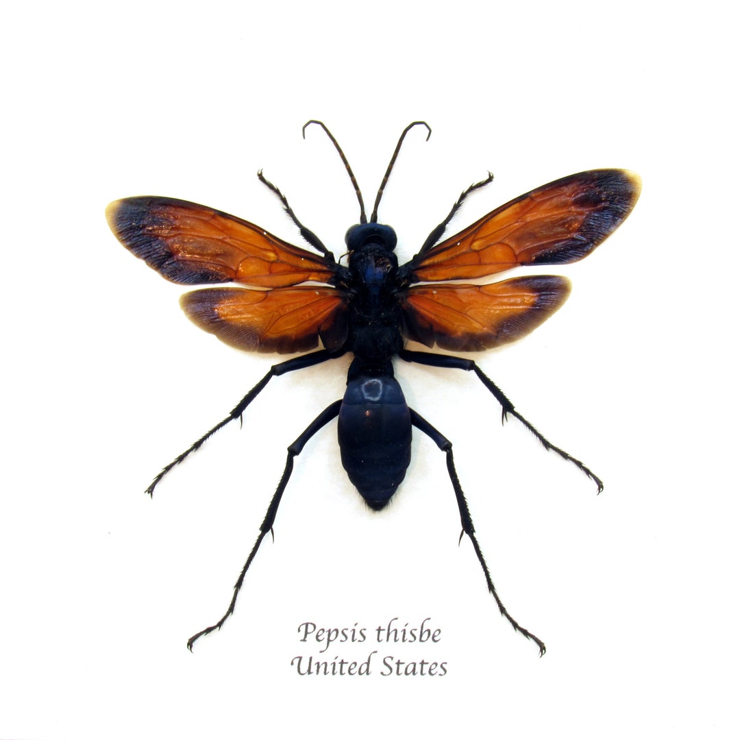 Real XXL Tarantula Hawk Wasp Framed Taxidermy Pepsis Thisbe Female 3.15 ...