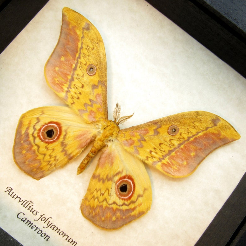 Real African Emperor Moth Framed Taxidermy Aurvillius | Etsy