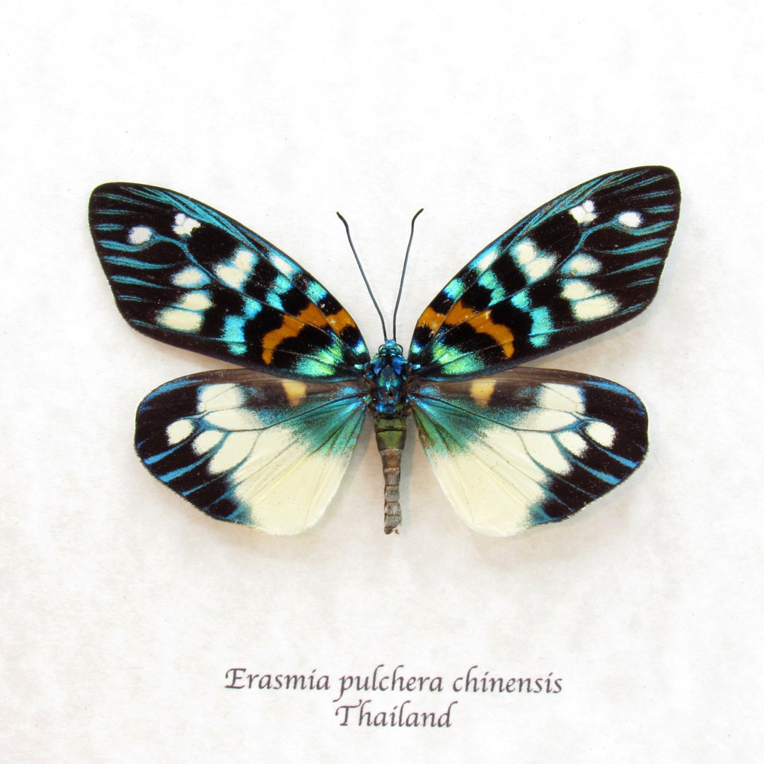 Real Metallic Day Flying Moth Framed Taxidermy - Erasmia Pulchera ...